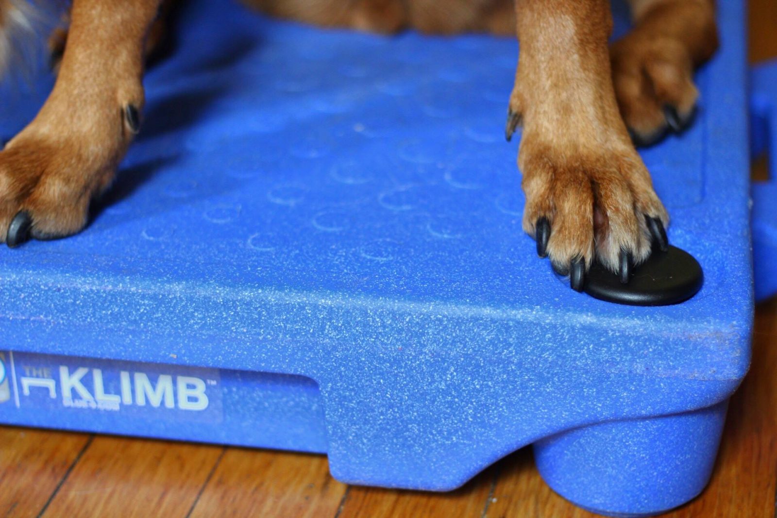 Blue 9 The KLIMB Dog Training Platform Design - Tangent Design